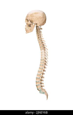 Vista laterale o di profilo delle ossa del cranio umano con vertebre ...