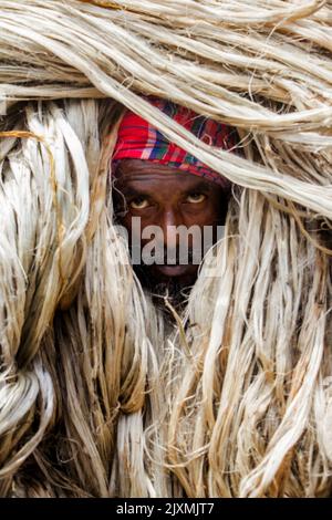 (8/19/2022) pianta che produce fibre di iuta dicotiledenale del genere ...
