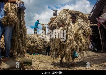 (8/19/2022) pianta che produce fibre di iuta dicotiledenale del genere ...