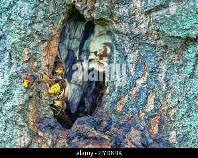 Nido dei calabroni vespiari nella cavità di un albero di quercia. Corno ...