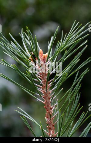 Malattie di alberi di conifere - parassiti di legno di pino ...