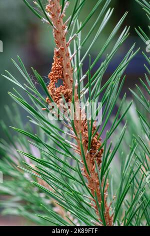 Malattie di alberi di conifere - parassiti di legno di pino ...