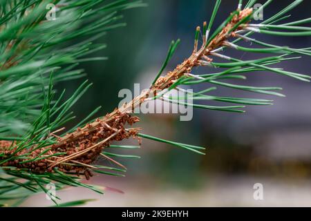Malattie di alberi di conifere - parassiti di legno di pino ...