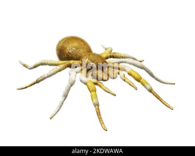 3D resa di Spider Tarantula. Il ragno più grande in termini di apertura ...