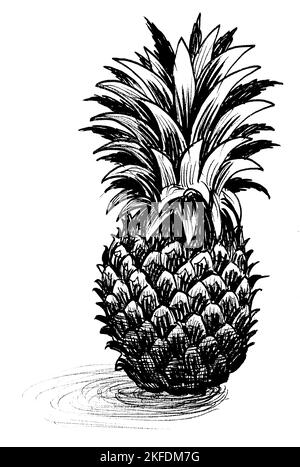 Frutta tropicale di ananas. Disegno in bianco e nero con inchiostro ...