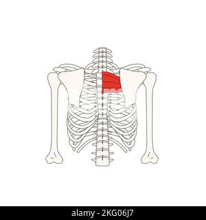 Anatomia illustrazione di romboide Major.scansione a raggi X del corpo ...
