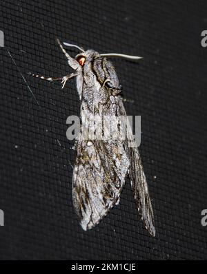Australian Ligustro Hawk Moth, Psilogramma menephron, Sphingidae. Nord ...