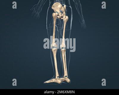 Scheletro umano del sistema dello scheletro assiale anatomia Foto stock ...
