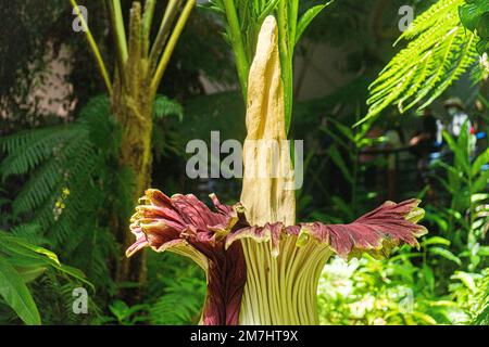 10 gennaio 2023 - il fiore del cadavere conosciuto anche come (titan ...