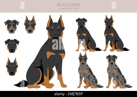 Beauceron cane, pastore francese clipart. Set di tutti i colori del ...