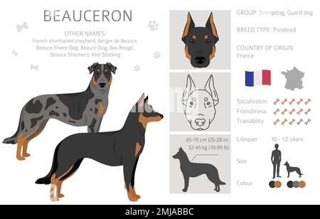 Beauceron cane, pastore francese clipart. Set di tutti i colori del ...