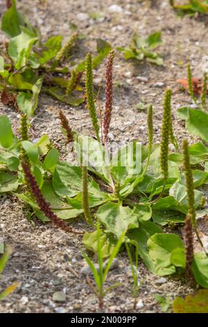 Pianta pianta fioritura su terreno sabbioso. Plantago maggiore plantain ...