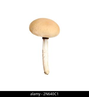 Funghi pioppini freschi selvatici isolati su bianco Foto stock - Alamy