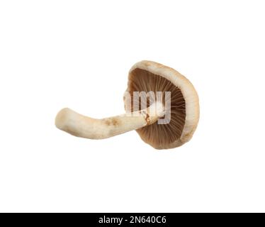 Funghi pioppini freschi selvatici isolati su bianco Foto stock - Alamy
