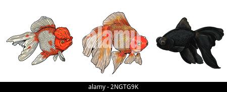 Acquario con coda di rondine, pesci d'oro telescopici e pesci d'oro a ...