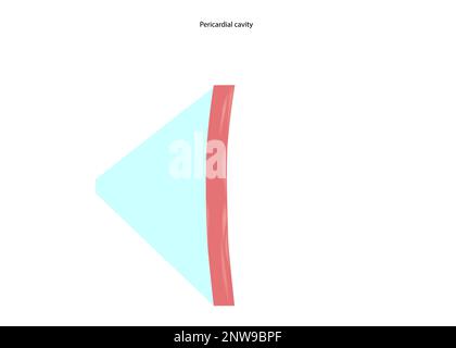 Gli strati dell'anatomia della parete cardiaca. Miocardio, epicardio ...