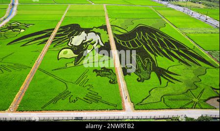 A photo shows the images of condor and Nazca Lines on rice filed in ...