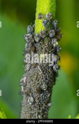 Afidi sulle foglie. Piccoli insetti neri che succhiano la linfa di ...