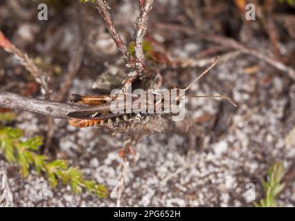 Clubworm maculatus maculatus maculatus maculatus maculatus maculatus ...