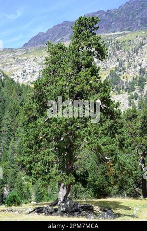 Pino mugo, pino mugo (Pinus uncinata, Pinus mugo uncinata, Pinus mugo ...
