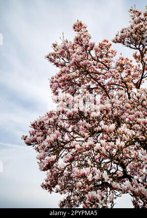 Magnolia grandiflora tree & fiori rosa. Sfondo a getto di acqua scende ...