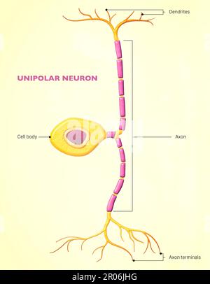 Un neurone bipolare, o cellula bipolare, è un tipo di neurone che ha ...
