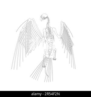 Disegno vettoriale di antica incisione illustrazione di scheletro di ...