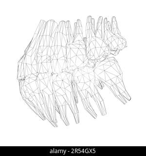 Struttura a reticolo dei denti. Diversi tipi di raccolta di denti umani ...