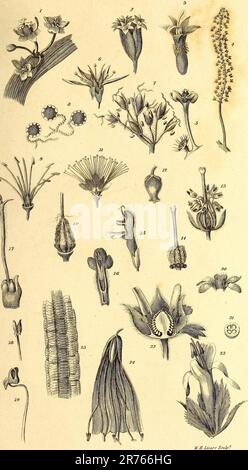 Elementi della filosofia delle piante: Contenenti i principi della ...