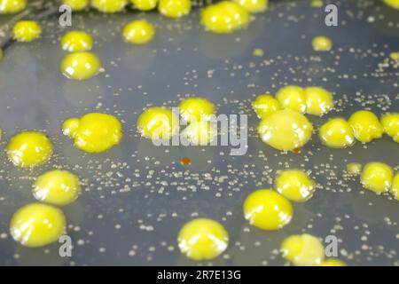 Batteri cresciuti da uno striscio cutaneo, colonie di Micrococcus ...