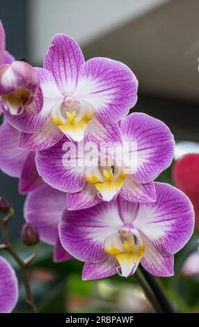 Le orchidee sono piante che appartengono alla famiglia delle ...
