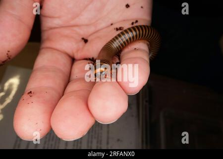 Archispirostreptus gigas, conosciuto come il gigantesco millipede ...