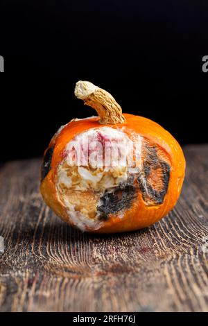 la zucca è viziata e ricoperta da una grande quantità di muffa e tracce ...