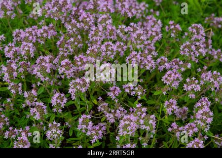 Fioritura fragrante Thymus serpyllum, timo selvatico Breckland, timo ...