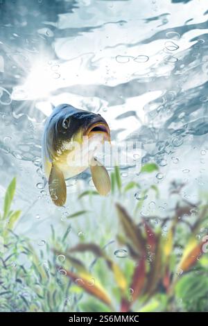 Pesca in uno stagno di carpe. I pesci commestibili, come la carpa e lo ...