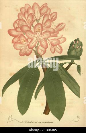 American Medical Botany, Boston: Cummings and Hilliard, 1817-1820 ...