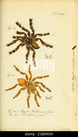 Die Arachniden, Nürnberg, in der C. H. Zeh'schen Buchhandlung, 1831-1848, arachnida, pandinus ...