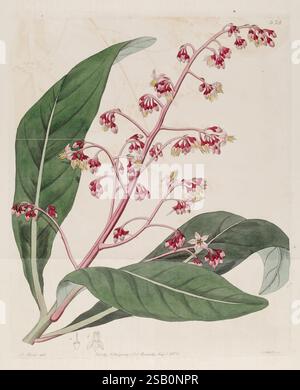 The Botanical Register, London, stampato per James Ridgway, 1815-1828 ...