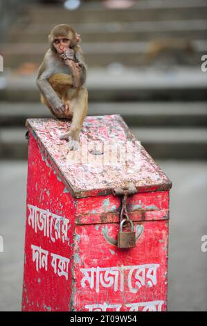 4 ottobre 2023, Sylhet, Bangladesh: Scimmia rhesus Macaque presso il ...