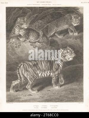 Leopardo, Panthera pardus, vulnerabile. Felis leopardus. Incisione in ...