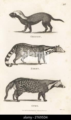 Civet africano, Civettictis civetta, civet indiano grande, Viverra ...