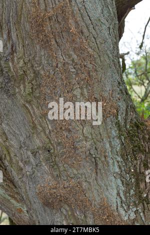 Eichen-Prozessionsspinner, Prozessionsspinner, Eichenprozessionsspinner ...