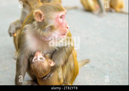 La scimmia Rhesus Macaque per le strade di Sylhet. Queste scimmie sono ...