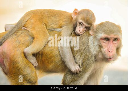 La scimmia Rhesus Macaque per le strade di Sylhet. Queste scimmie sono ...