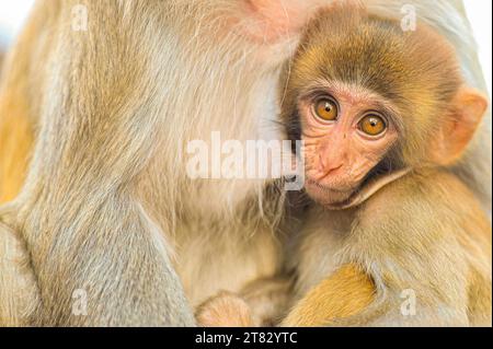 La scimmia Rhesus Macaque per le strade di Sylhet. Queste scimmie sono ...