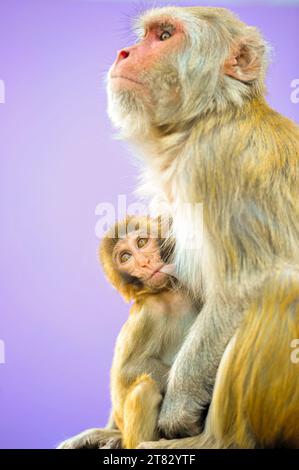 La scimmia Rhesus Macaque per le strade di Sylhet. Queste scimmie sono ...