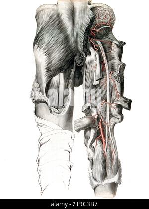 Medizin, menschliche Anatomie, das Kreislaufsystem, Blutkreislauf ...