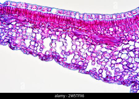 Sezione di foglie di Coffea arabica che mostra da alto a basso ...