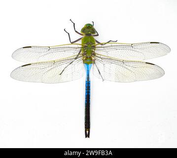 Il darner verde comune maschile - Anax junius - è una specie di ...