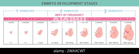 Infografiche sullo sviluppo fetale umano. Stadi prenatali della ...